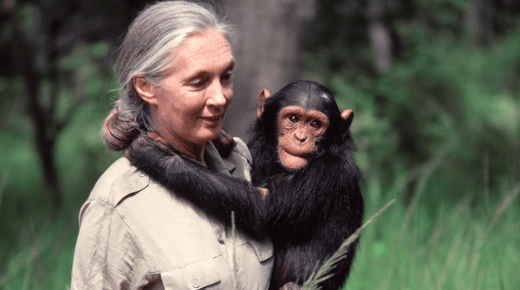 Get to Know 8 Facts About Dr. Jane Goodall | BsgistNews